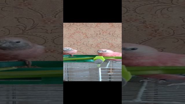 Розовобрюхие попугайчики и японская амадина на прогулке.