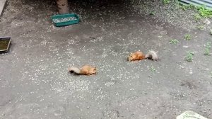 два малыша