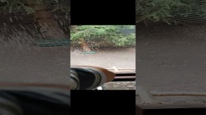белая полоска хочет в дом