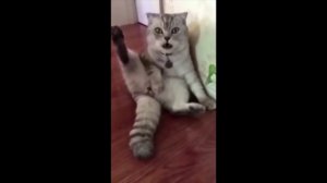 Котик осознал, что ему отрезали "бубенцы"