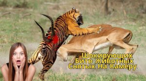 10 Шокирующих Битв Животных Снятых На Камеру.