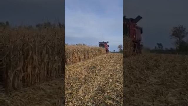 Кукурузная жатка ELIBOL и зерноуборочный комбайн CASE 5088.