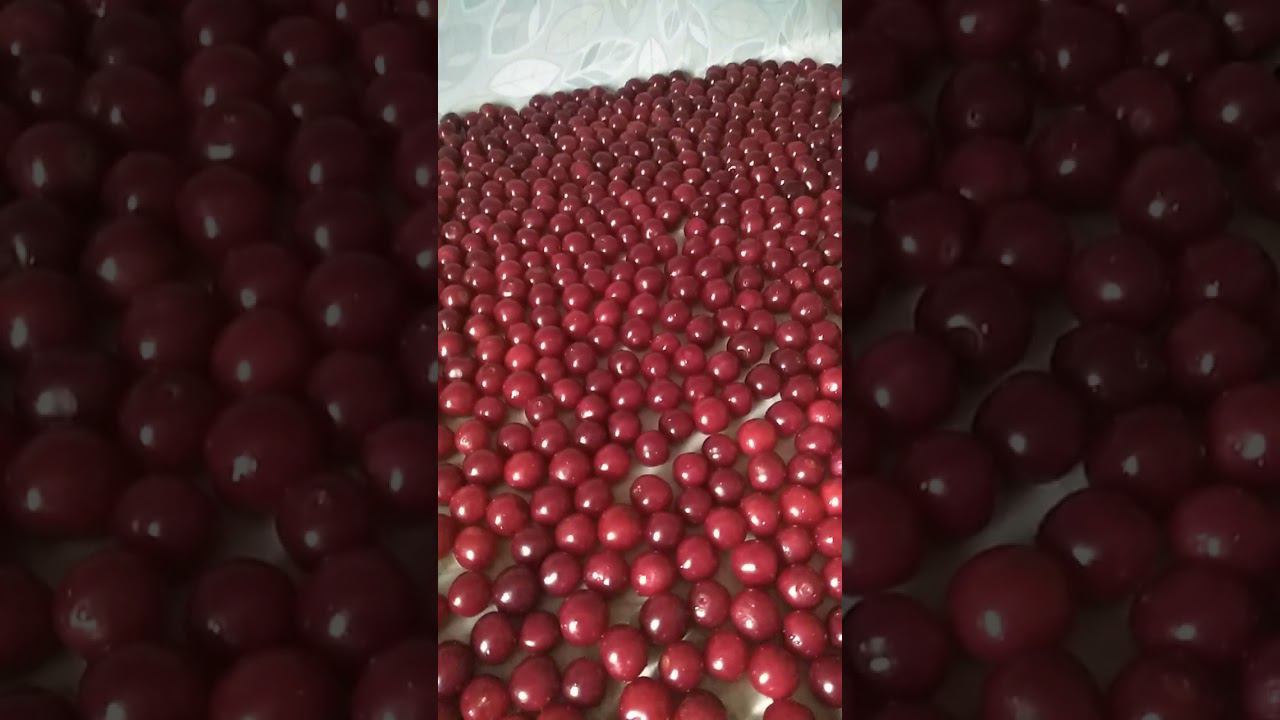 Вишня поспела, начинаю заготовку вяленой вишни.