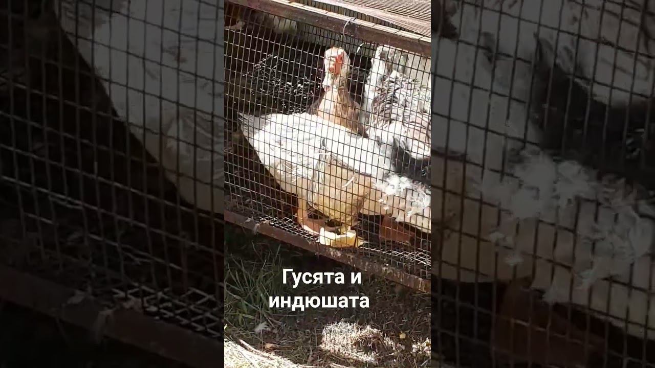 Гусята и индюшата, 22 августа 2023 г.