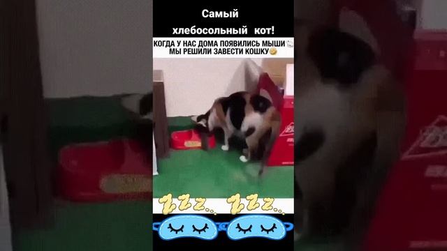 Кот и мышка кушают