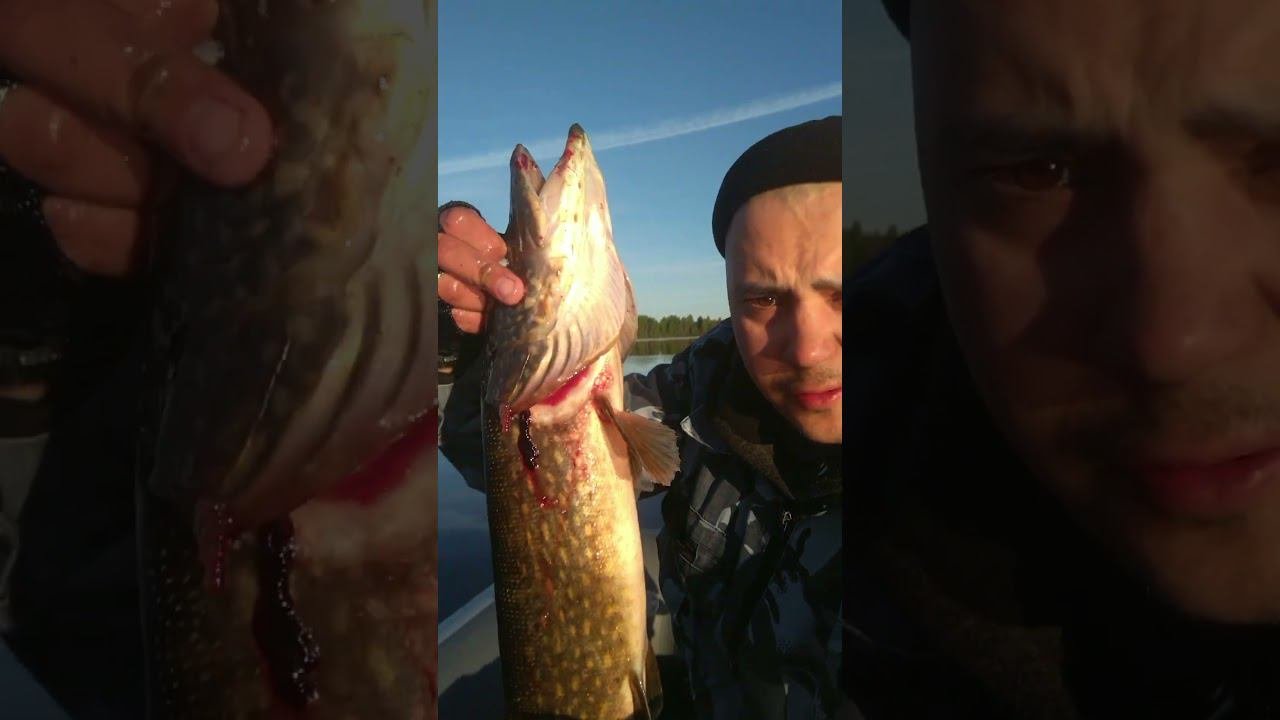 Щука на летние жерлицы 2