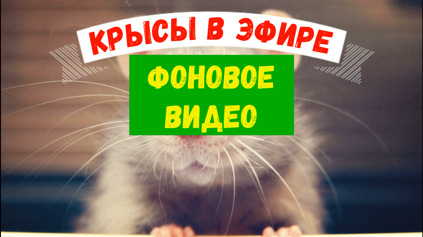 ФОНОВОЕ ВИДЕО | КРЫСЫ В ЭФИРЕ