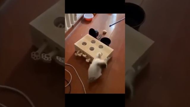 Песик расслабься.mp4