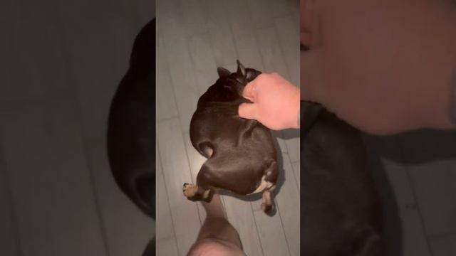 Смешная собака не может ходить