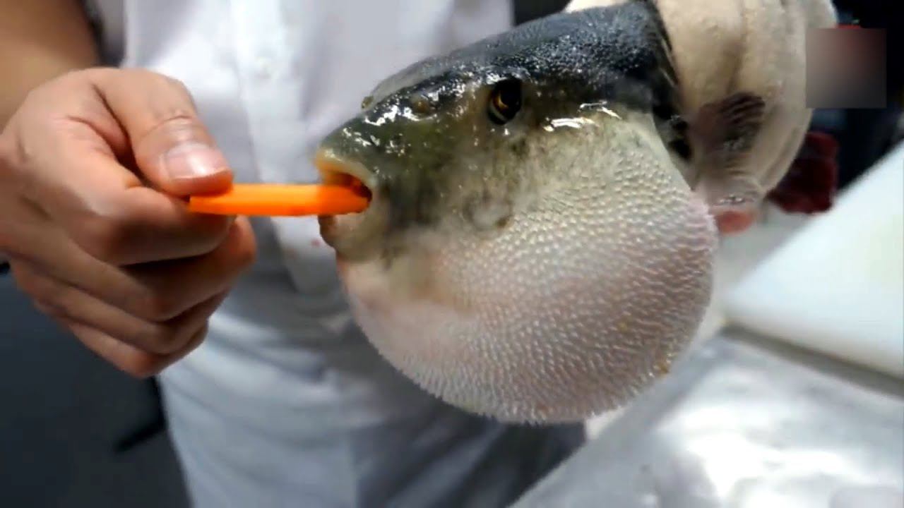 Нашествие рыбы. Подборка