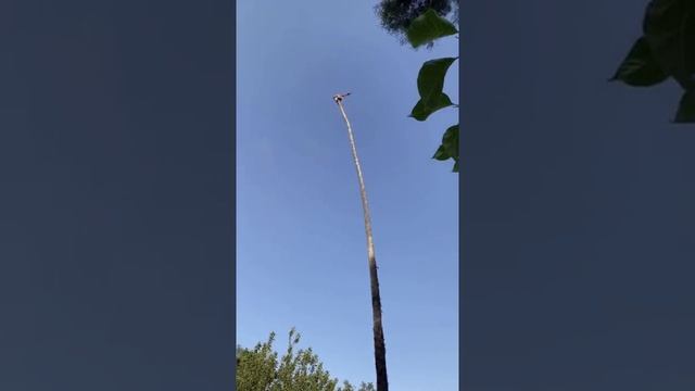 | ПРИКОЛ | обрезание пальмы