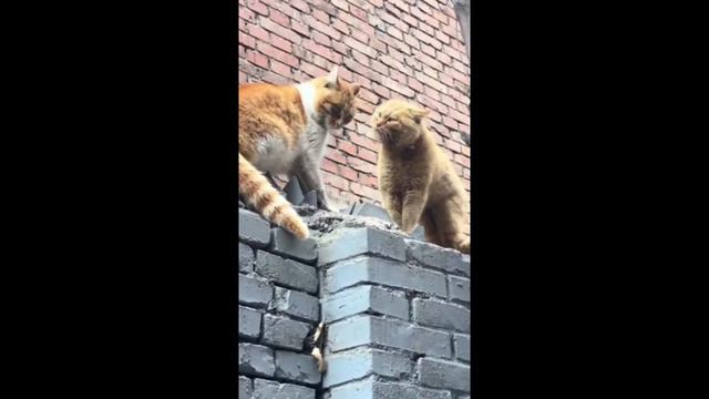 Смешные коты и кошки! | КОТЯРА