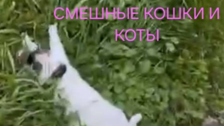 Смешные кошки | КОТЯРА