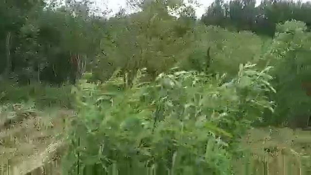 Нанять трактор с косилкой для расчистки дачного участка от бурьяна ...