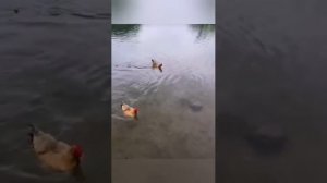 + Куры тоже умеют плавать