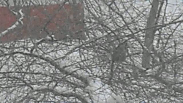 Белочка прийдет нежданно когда ее совсем не ждешь DSCN5043