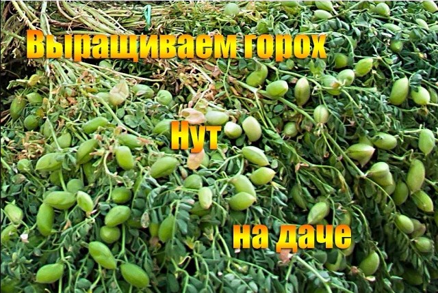 Выращиваем горох Нут на даче.