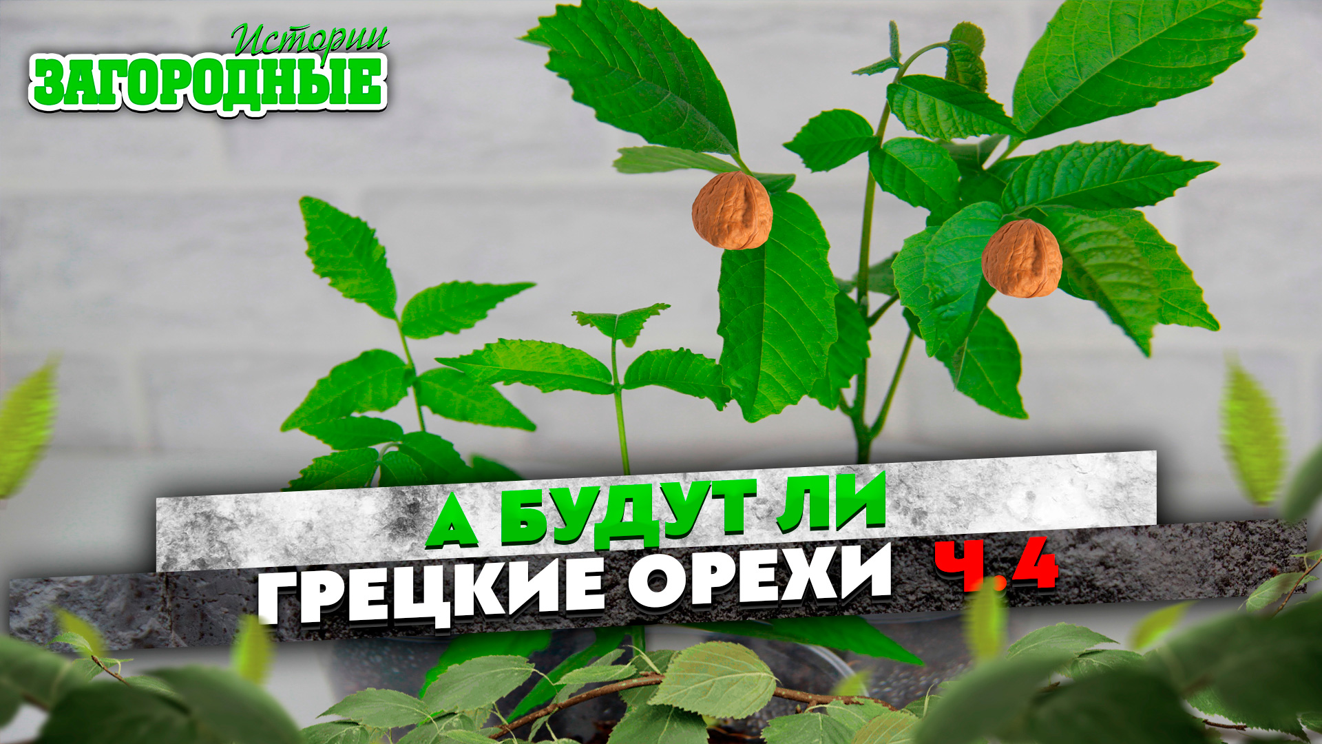Выращиваю грецкий орех в зоне рискованного земледелия ч.4