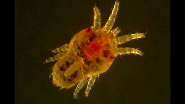 КЛЕЩ БОЛЬШАЯ ОПАСНОСТЬ