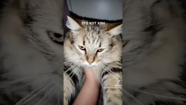 это мой котик хан #котики