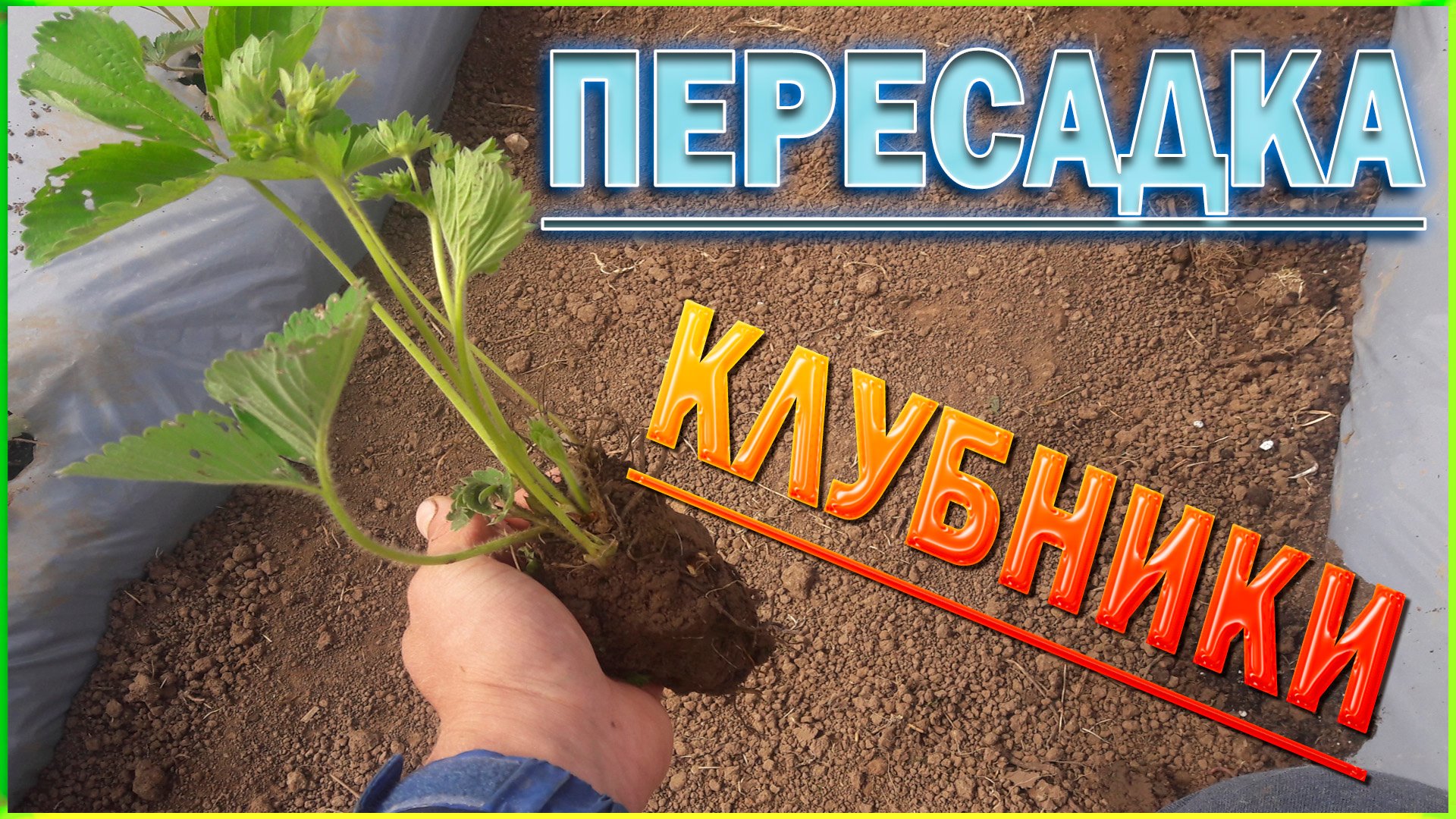 ПЕРЕСАДКА КЛУБНИКИ.
