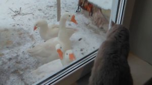 Котёнок и гуси