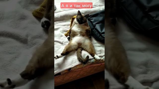 #тайская #кот #рекомендации #отдых #cat #игра