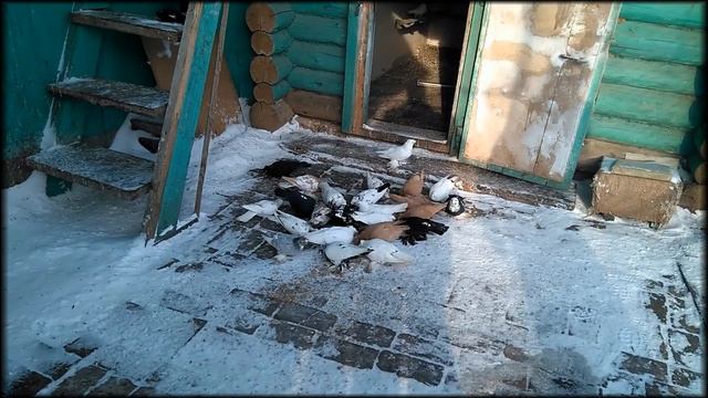 Голуби Вазира Радиковича. февраль 2019 г.