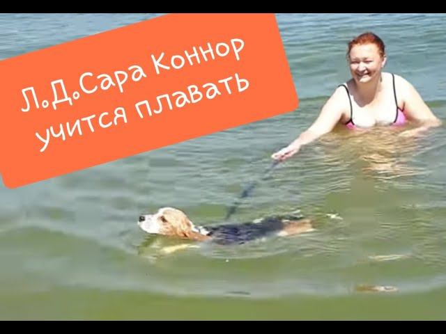 Азовское море, Должанская, коса Долгая 12.08.2019 бигль учится плавать