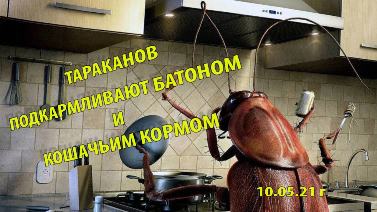10 мая 21 года, подкармливают батоном тараканов