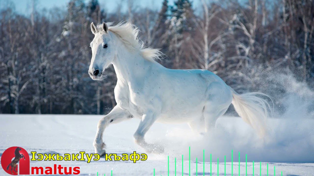 IэжьакIуэ къафэ [Amaltus]