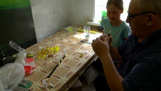 Вывод маток в инкубаторе и внучка - будущий пчеловод.