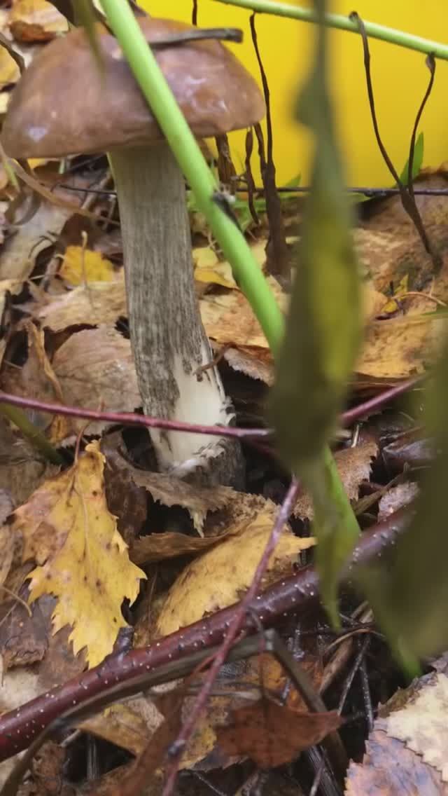 Подберёзовик