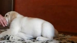 Лабрадор Фаня, 9,5 недель