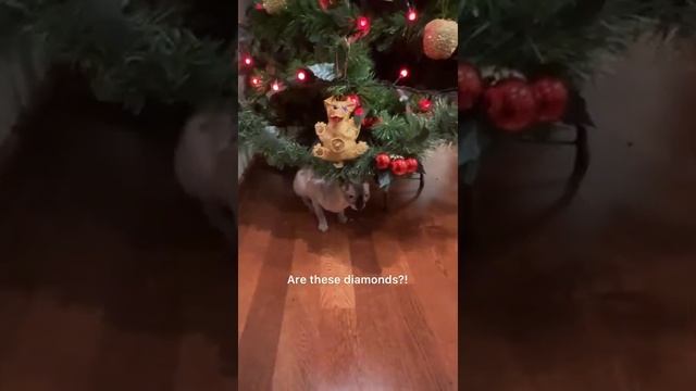 Лучший новогодний подарок!  Кошка и елка - приколы с кошками!