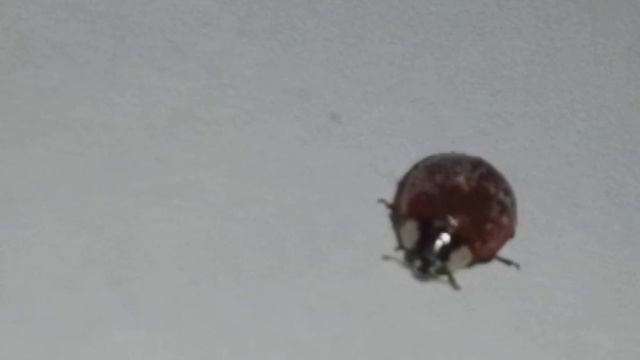 Божья коровка 5886595