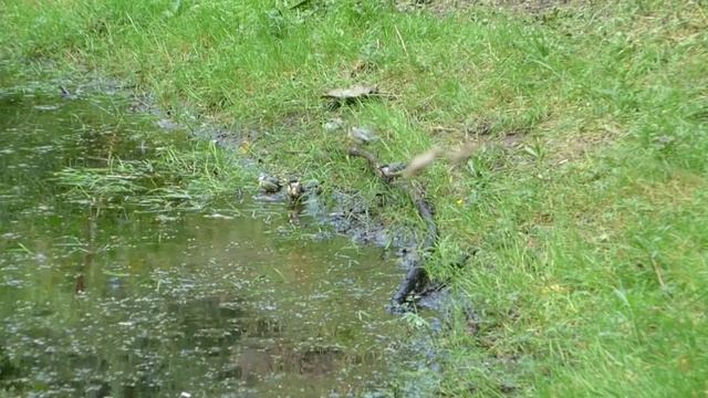 Cинички купаются в парке Лесотехнической Академии