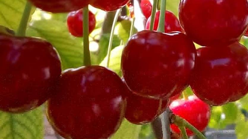 Спеют первые ягоды. Готовлю пирожки.