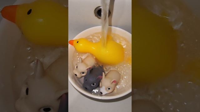 мою собачек и цыплёнка