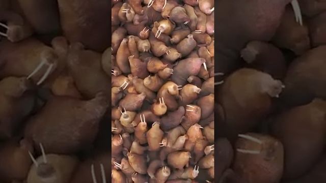 VID_20221227_225702_152.mp4