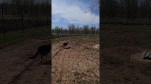 Теплые весенние деньки! Сынок играет с собакой!☀️ #собаки #щенки #dog #dogs #деревня #village