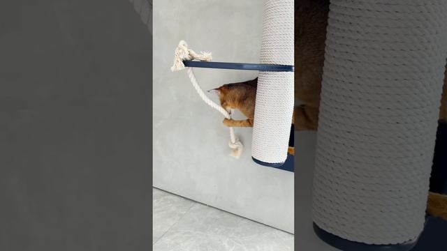 Устанавливаем новый игровой комплекс для котиков 😮 😸