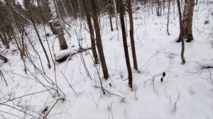 Охота на куницу с лайками, собака от работала на сто процентов.