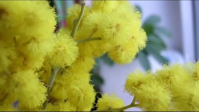 Литературная гостиная "Мир природы". Михаил Пришвин. "Времена года". Читает Наталья Ковалёва