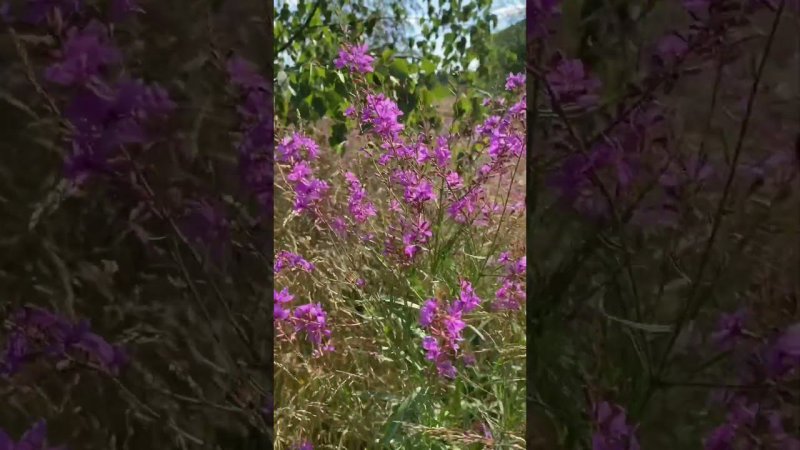 Явлен мир волшебством, как же жить хорошо! По лазури небес плывут облака!