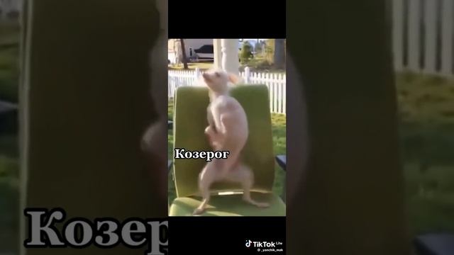 3db375aa3f82e8fb61200fbdba1a1a8c.mp4