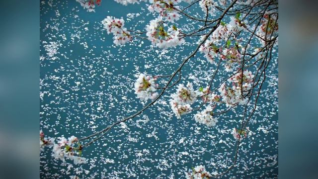 Дуэт "Семицветики" Елена Шевчук - Короткий май