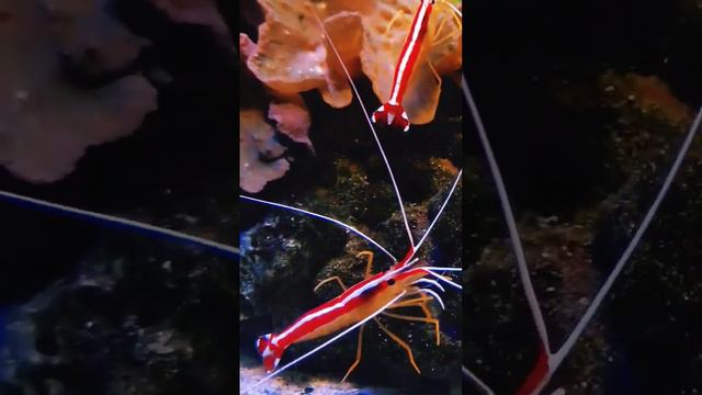 Милая креветка - доктор. Александра Миркушова