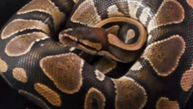 7/25/11 Ball python collection update – смотреть онлайн видео от Python ...