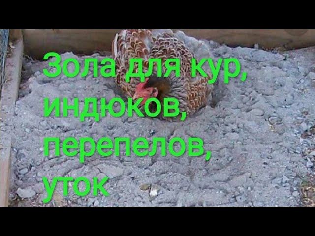 5 способов применения золы в курятнике//зола для кур